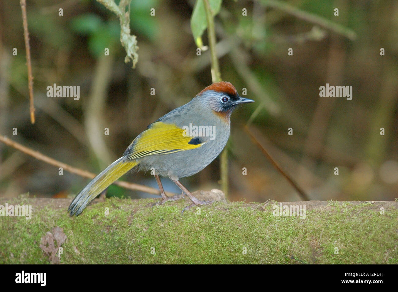 Chestnut-headed Laughing Thrush (Garrulax erythrocephalus) in Doi ...