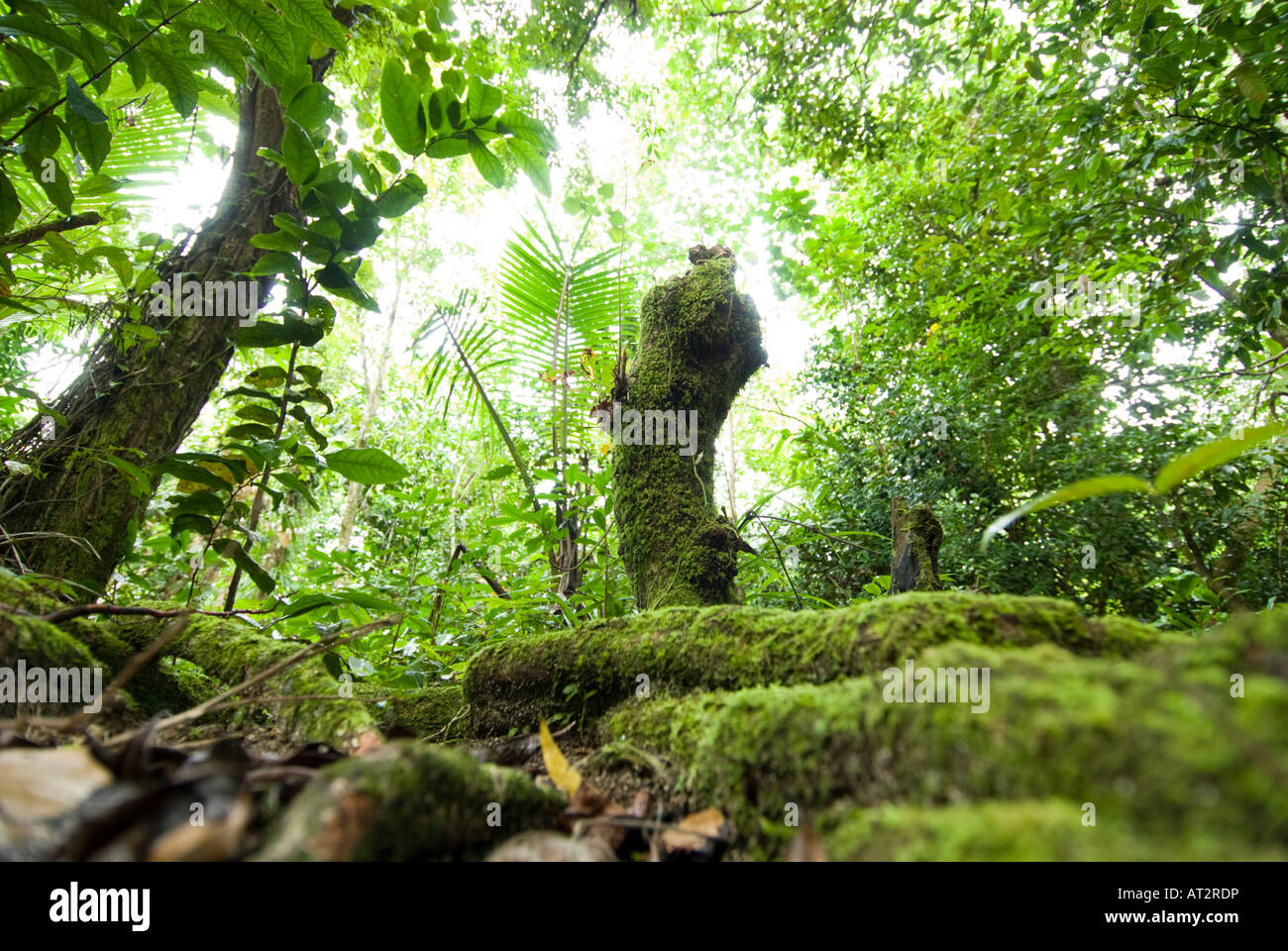 wetlands mangroves trail Samoa Upolu south coast near SAANAPU Saanapu ...