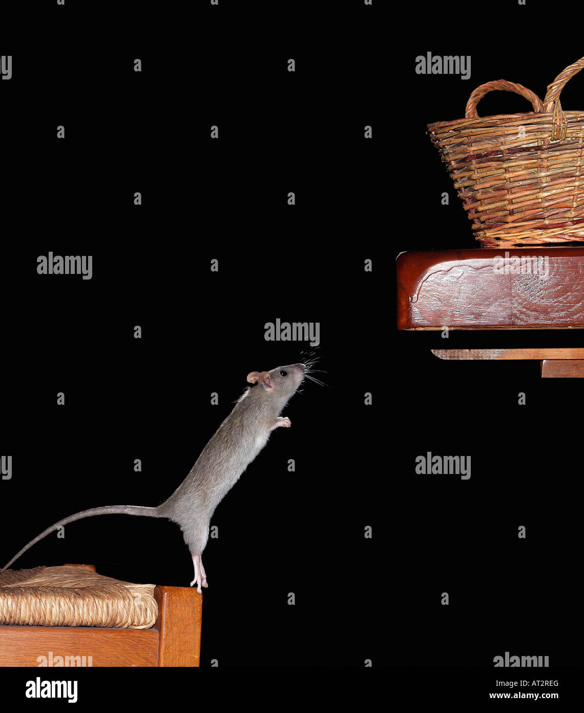 Surmulot ou rat degout wanderratte Brown Rat Common Rat Norway Rat ...