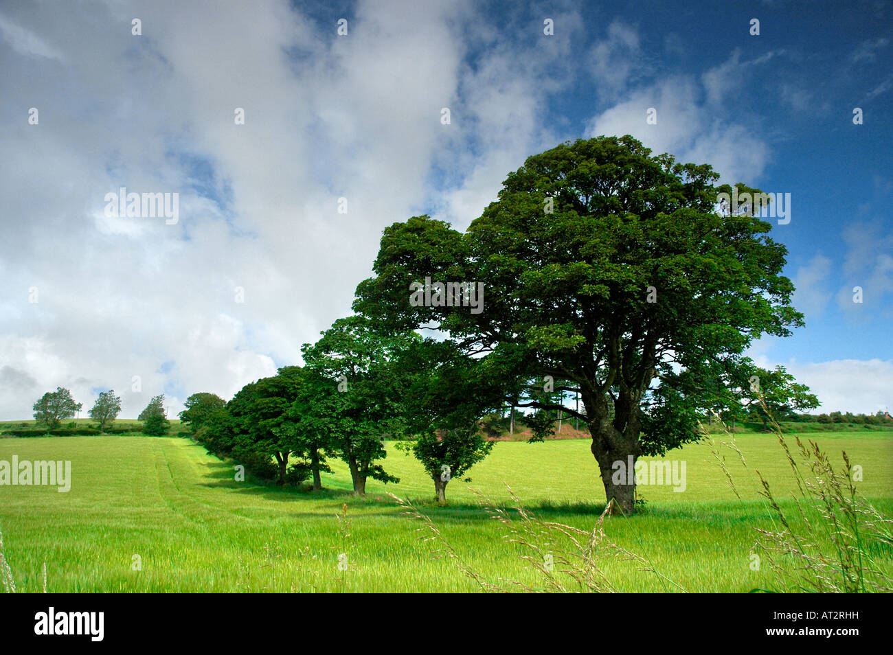 A row of trees in a spring field of barley Stock Photo - Alamy