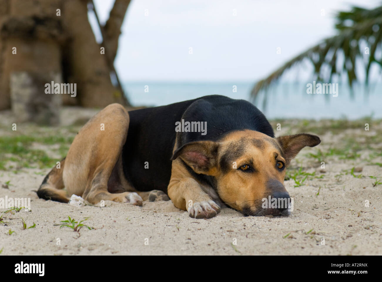 Samoan dog hi-res stock photography and images - Alamy