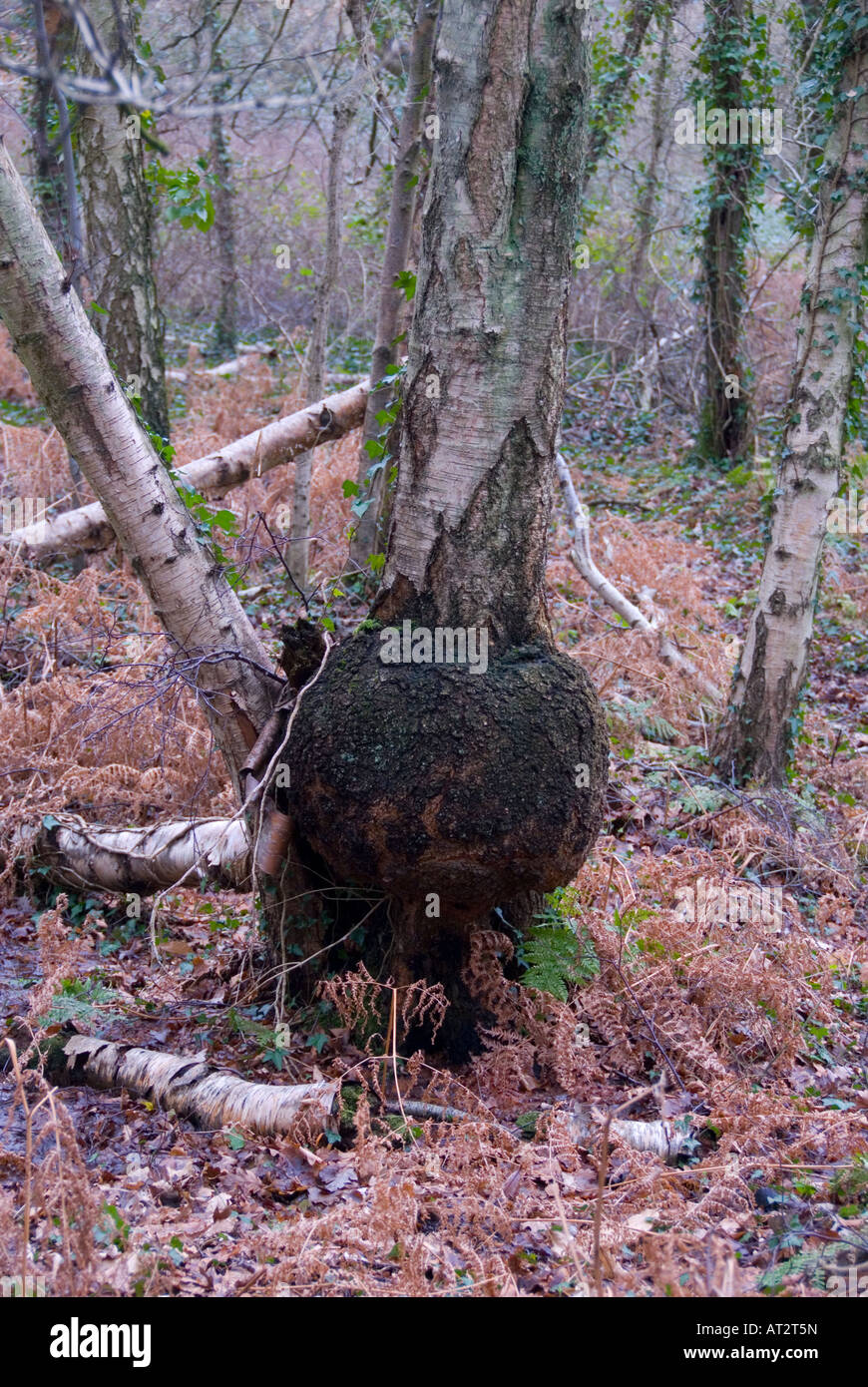 Crown gall agrobacterium tumefaciens High Resolution Stock Photography ...