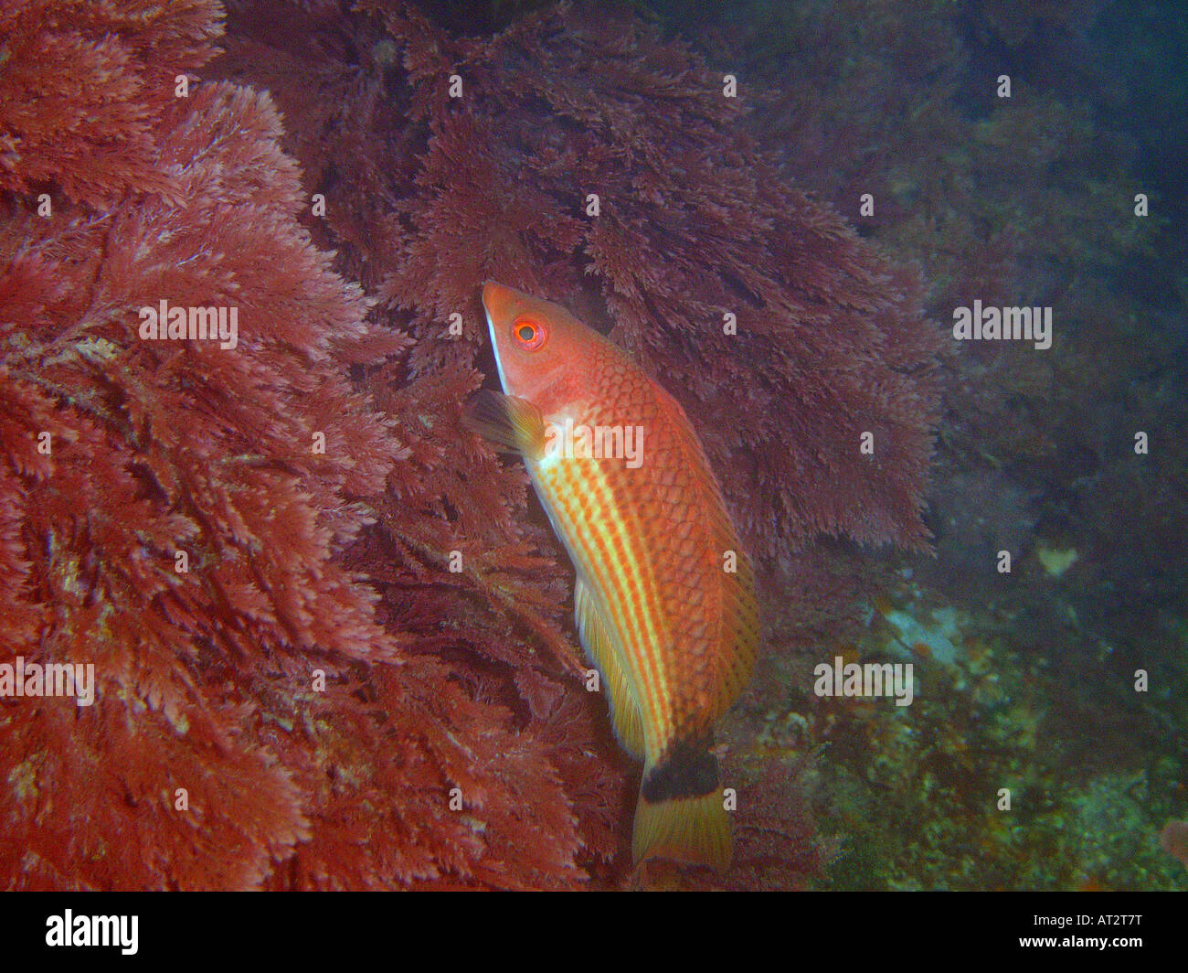 New zealand fish hi-res stock photography and images - Alamy