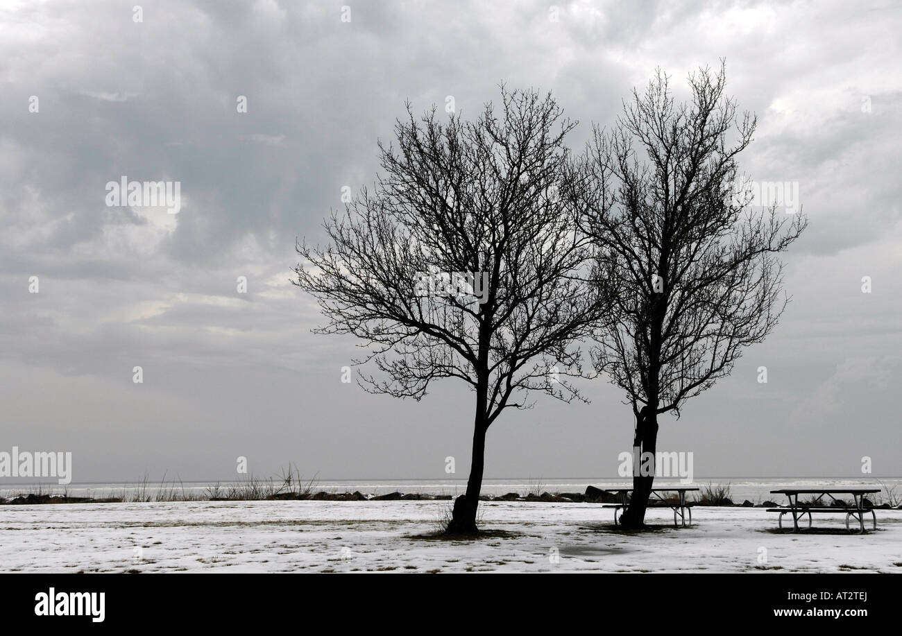 Trees on the shores of Lake Erie in Cleveland, OH Stock Photo - Alamy