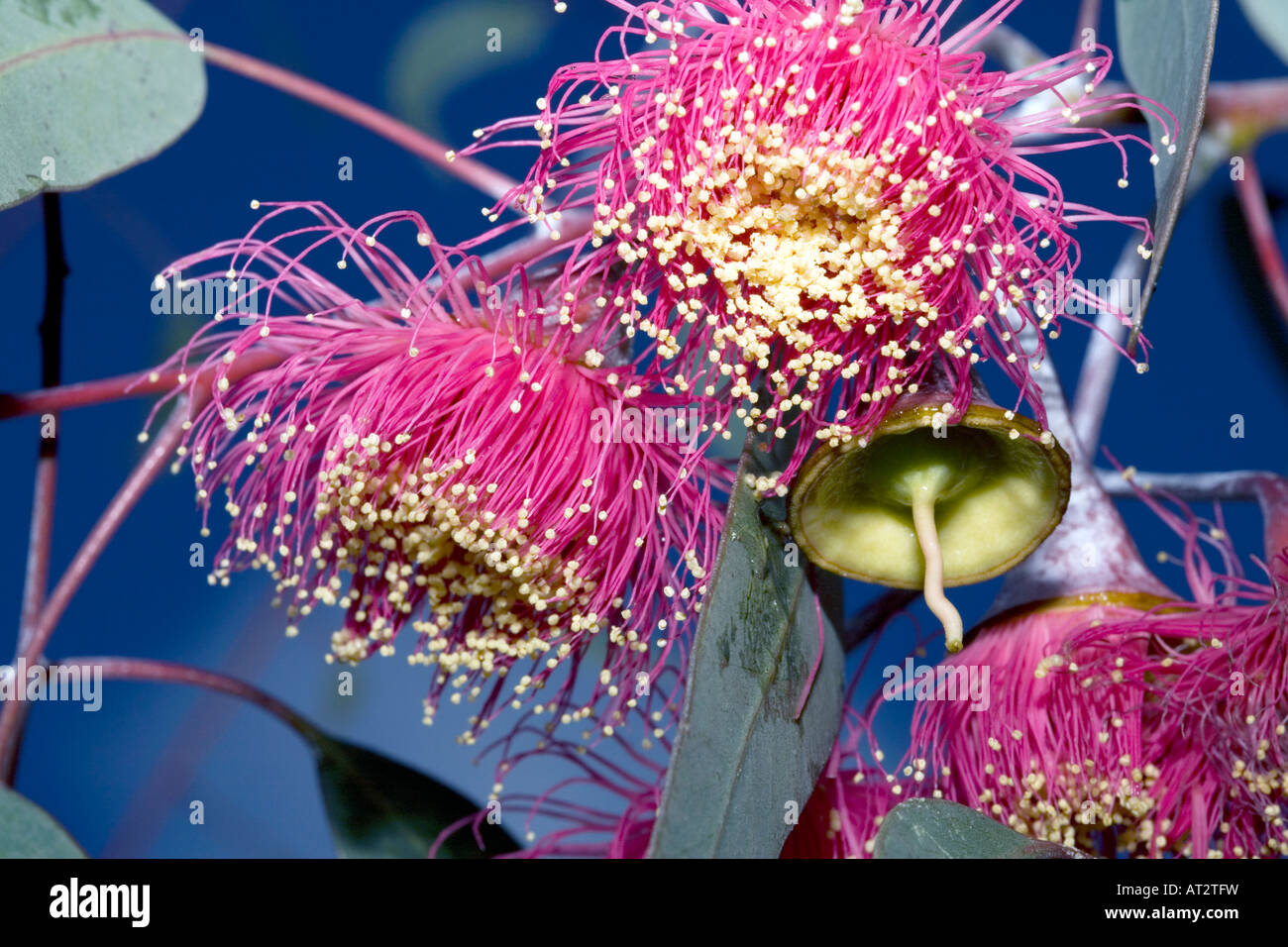 Gungurru eucalyptus hi-res stock photography and images - Alamy