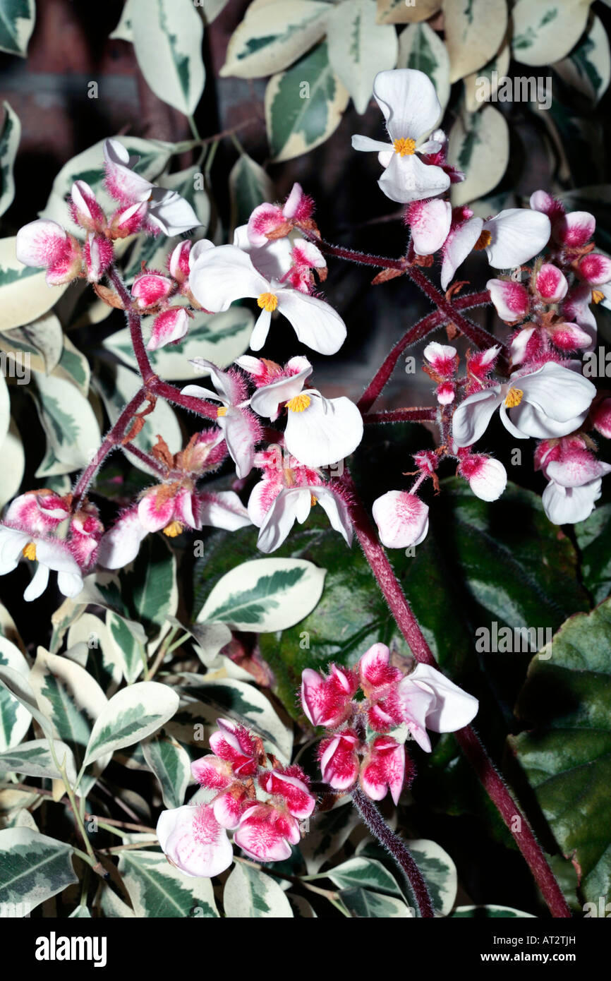 Begonia - Family Begoniaceae Stock Photo - Alamy