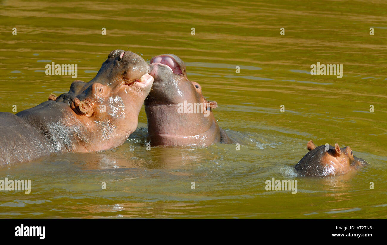 HIPPOS IN RIVER Stock Photo - Alamy
