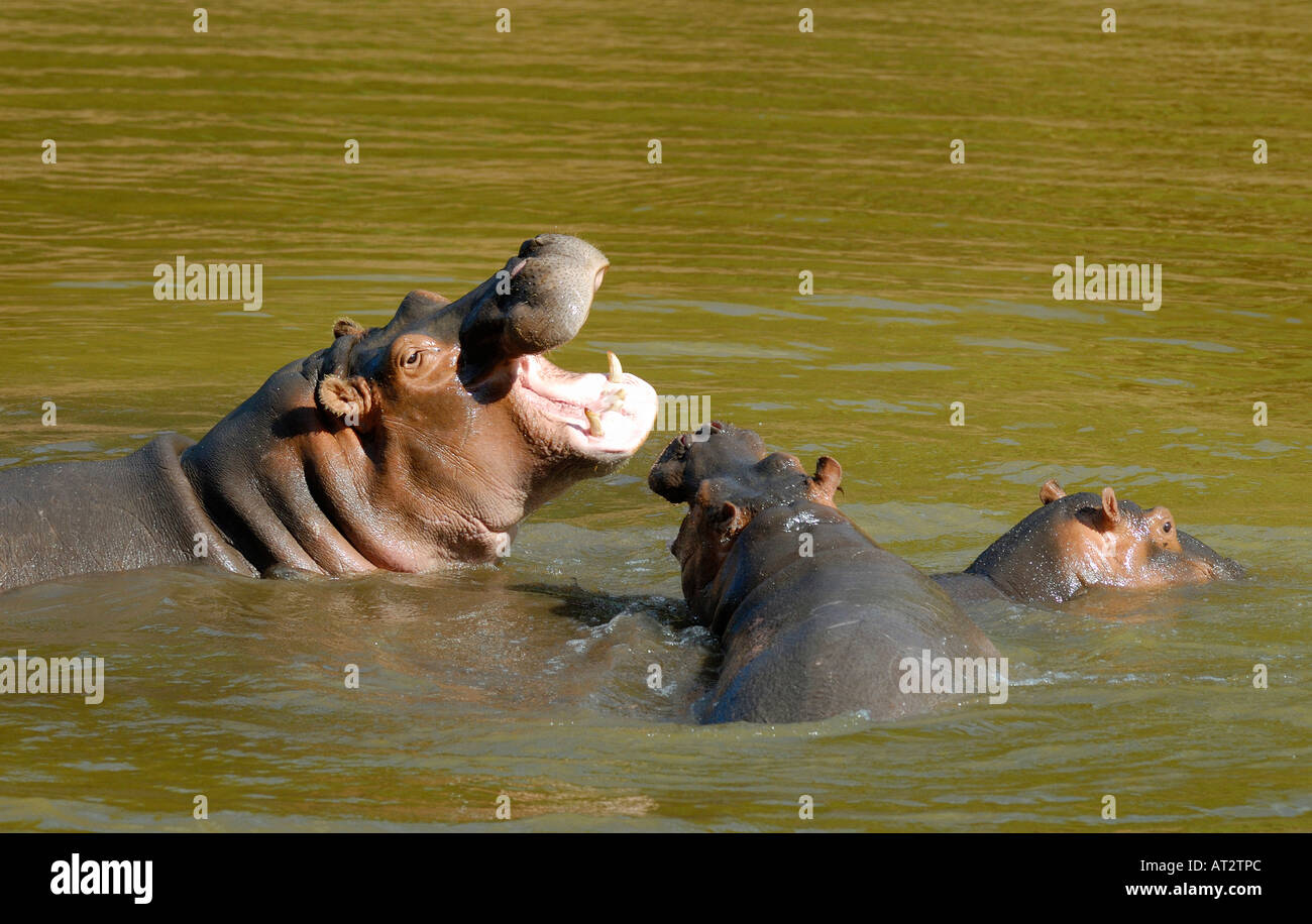 HIPPOS IN RIVER Stock Photo - Alamy