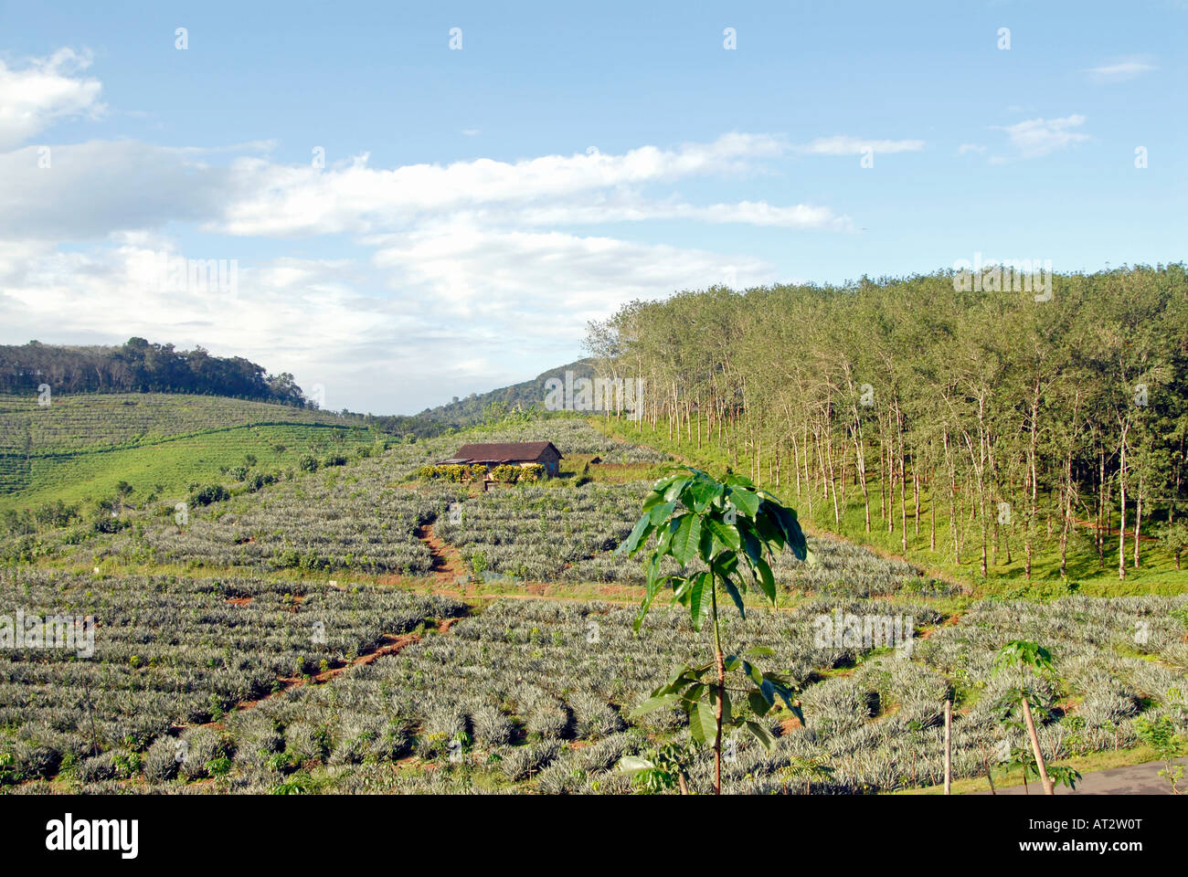 Cash crop farming in india Stock Photo - Alamy