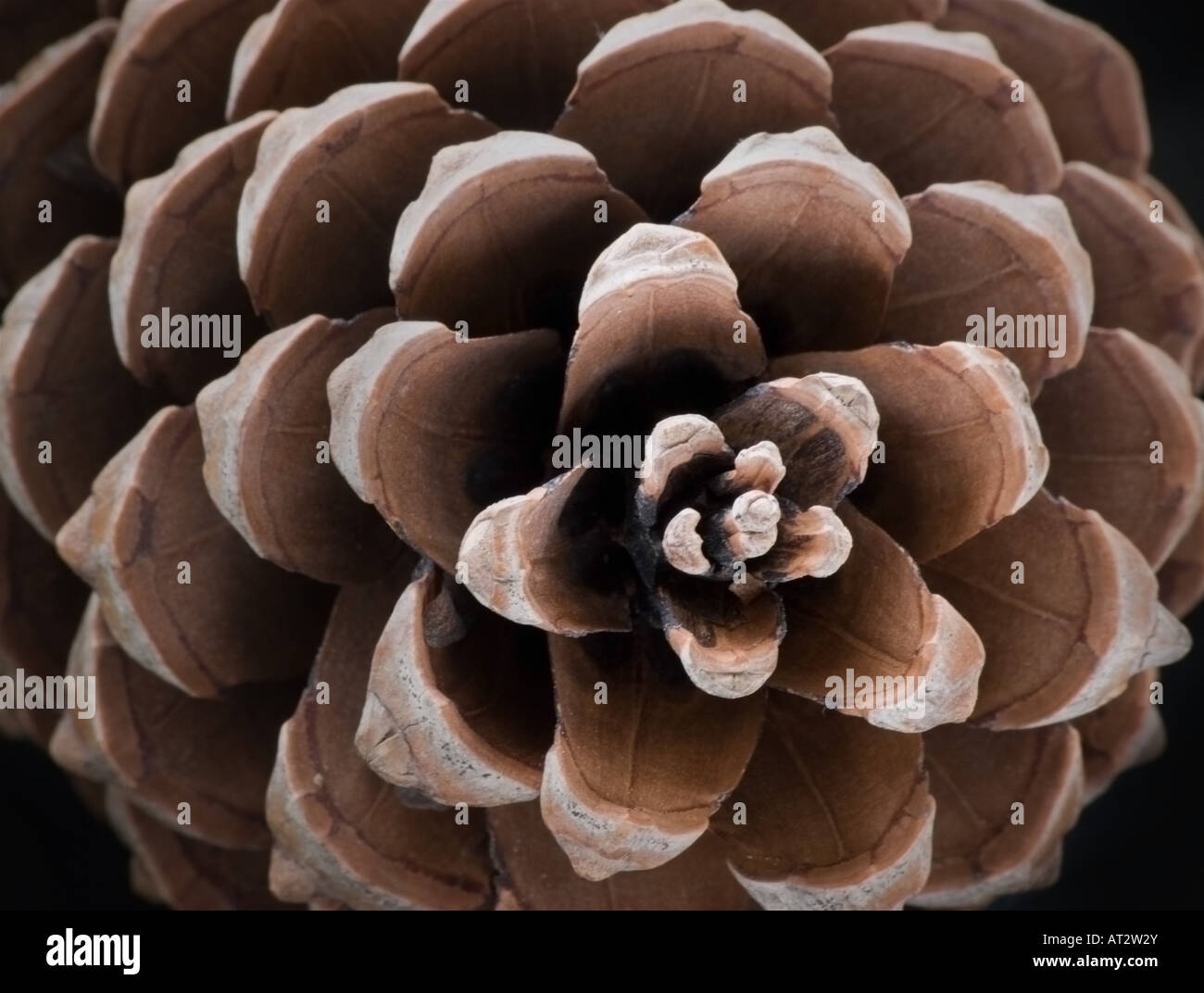 Fir cone, pine cone, close up Stock Photo - Alamy