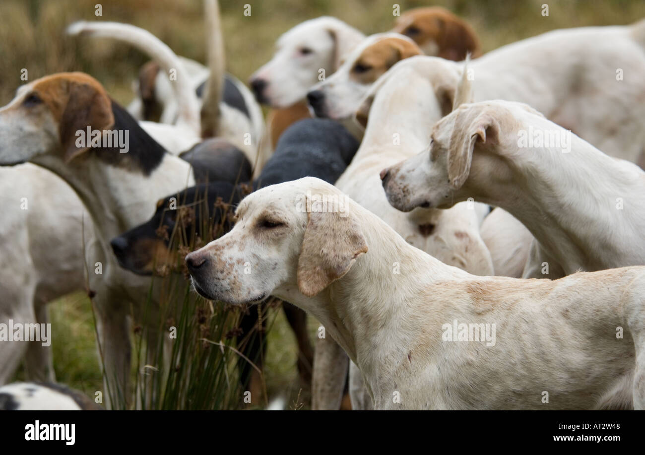 Foxhound foxhound foxhound hi-res stock photography and images - Alamy