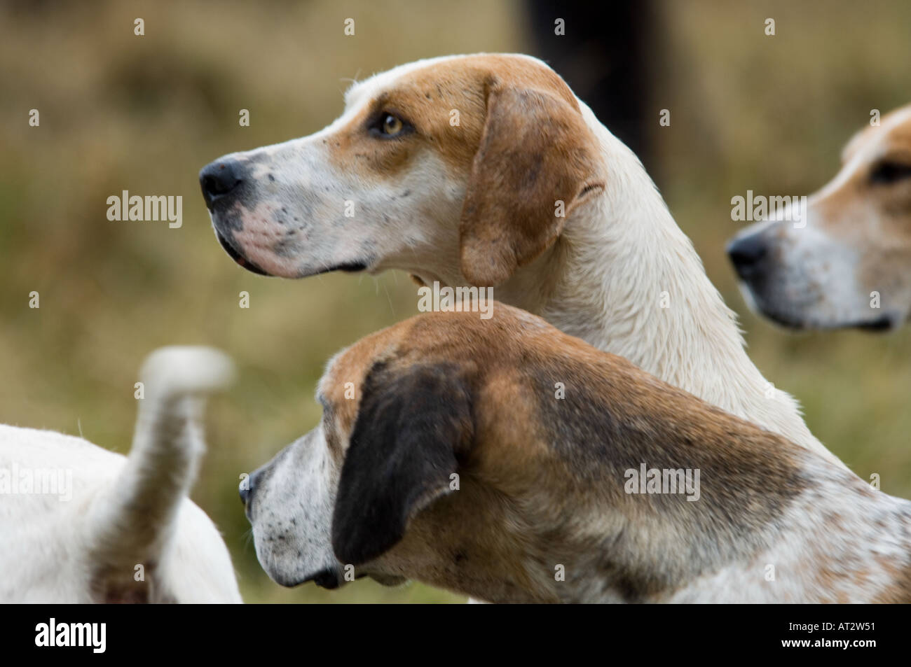 Foxhounds High Resolution Stock Photography and Images - Alamy