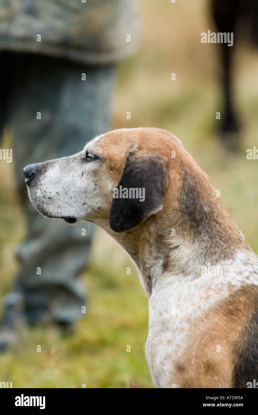 Foxhound foxhound foxhound hi-res stock photography and images - Alamy