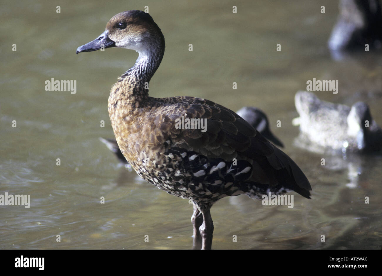 Cuban tree duck hi-res stock photography and images - Alamy