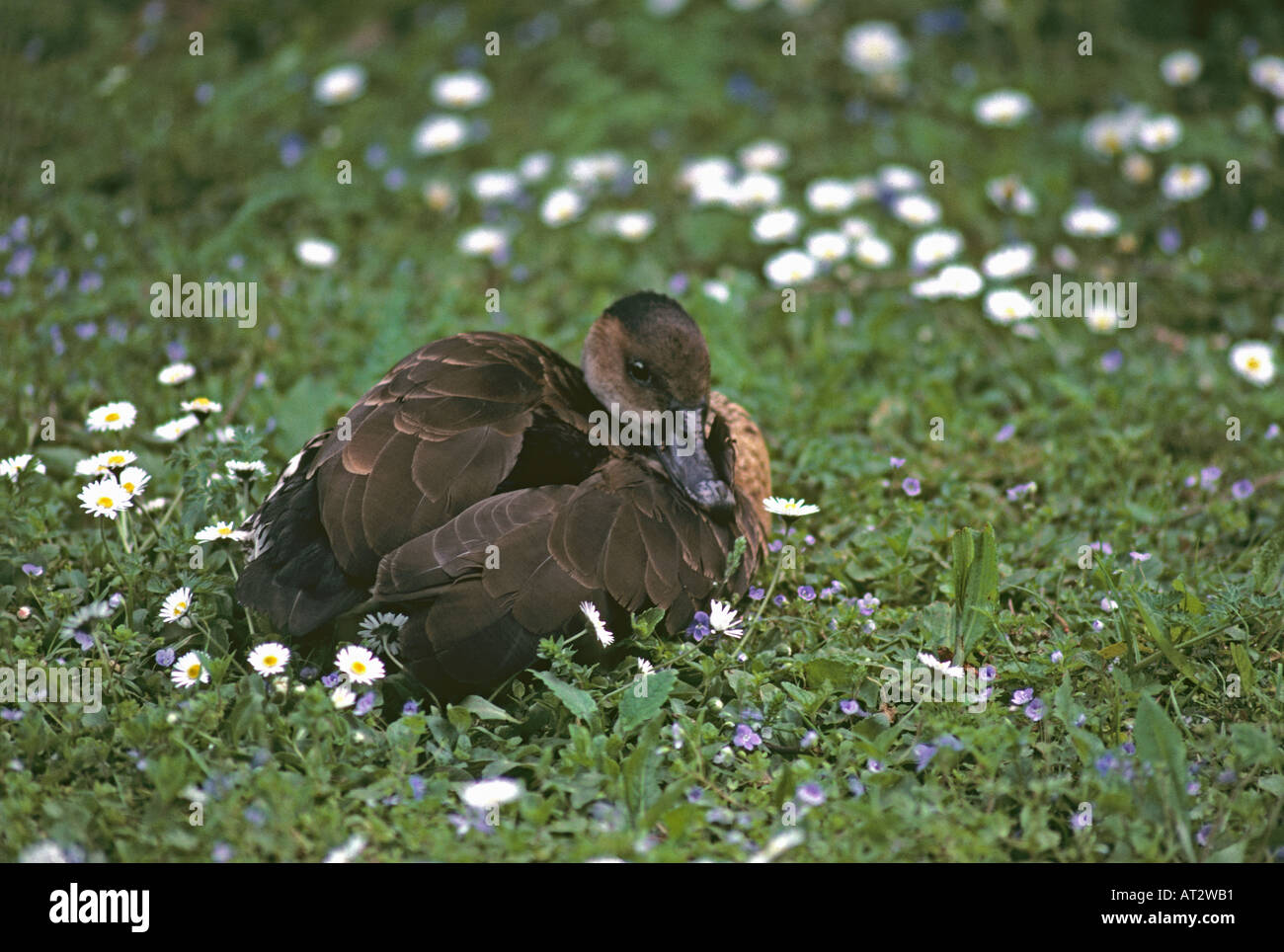 Cuban Whistling Duck /Cuban Tree Duck-Dendrocygna arborea-Family ...