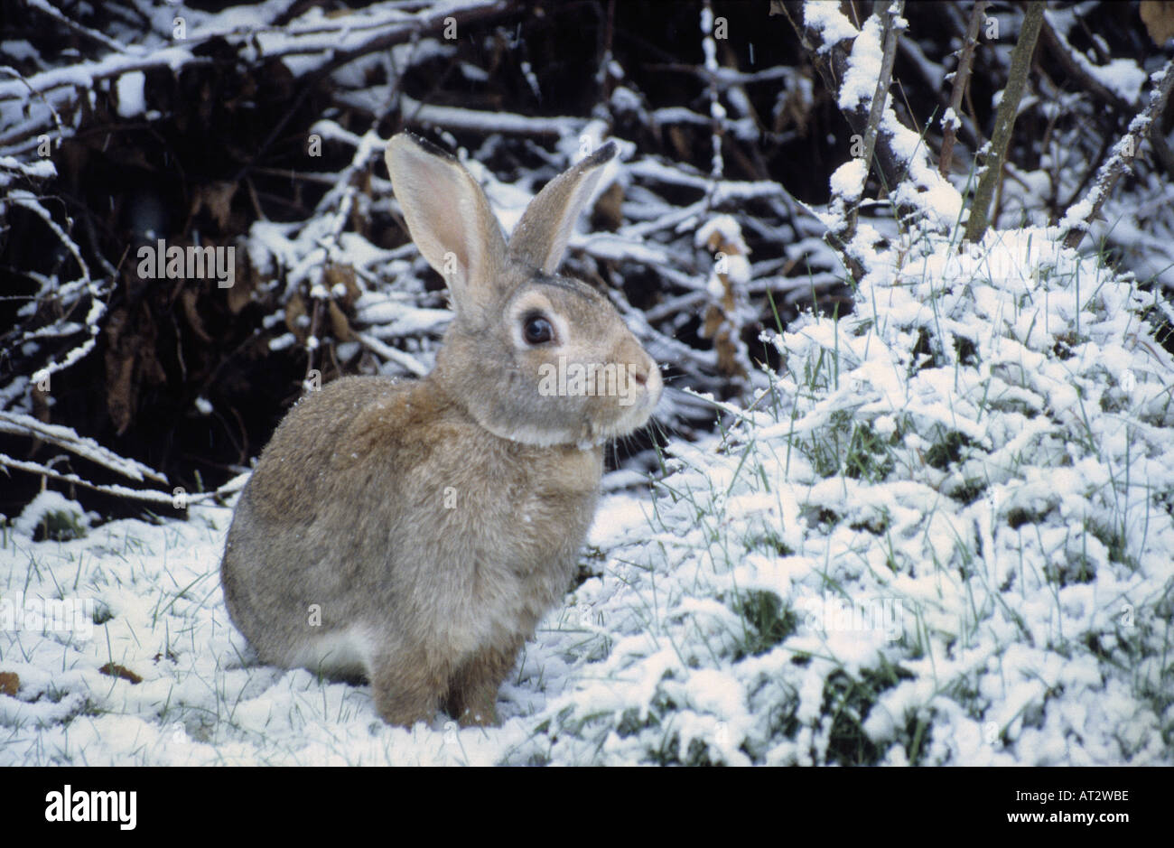 Family leporidae hi-res stock photography and images - Alamy