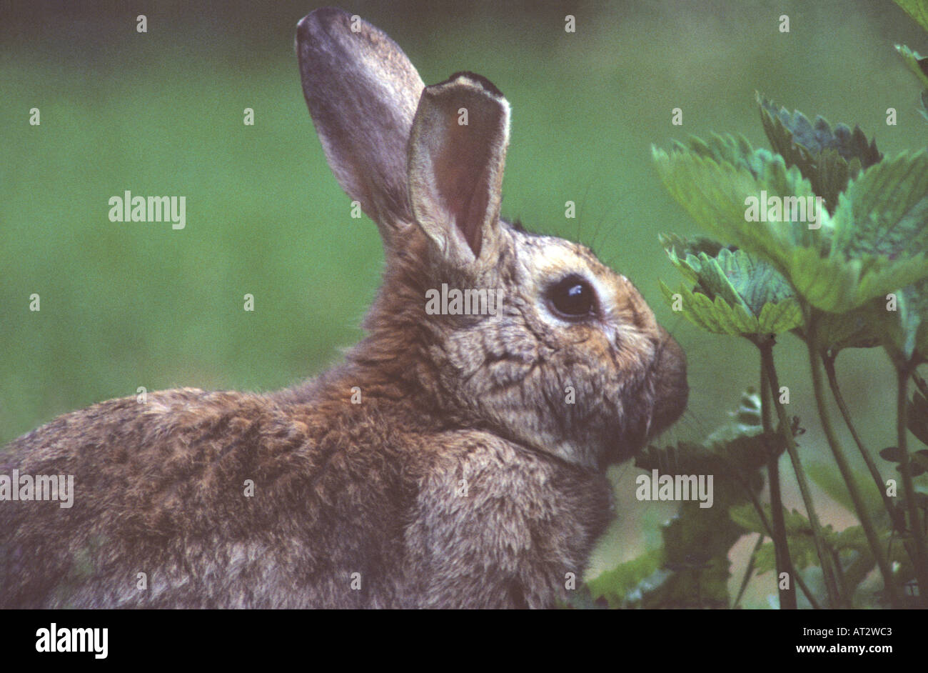 Rabbit-Oryctolagus caniculus-Family Leporidae Stock Photo - Alamy