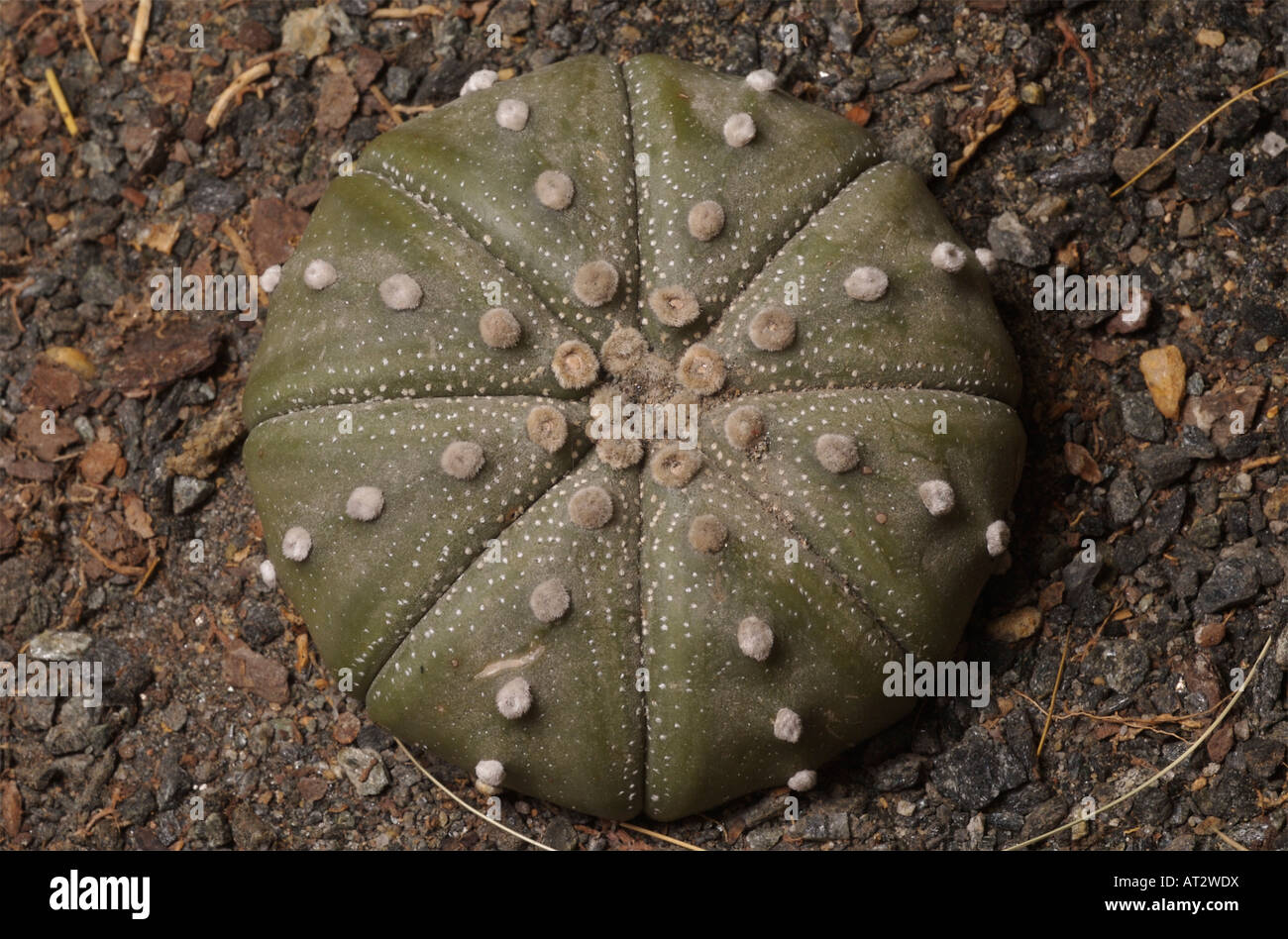Star cactus, a native plant in S Texas and N Mexico looks very much ...