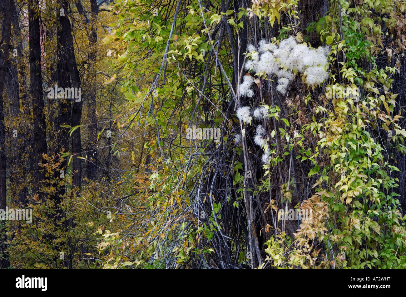 Vine Seeds in forest with fall colors Dolores San Juan National Forest ...
