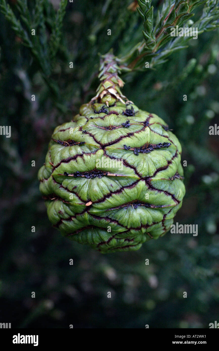 Wellingtonia or Giant Sequoia Sequoiadendron gigantum unripe cone Stock ...