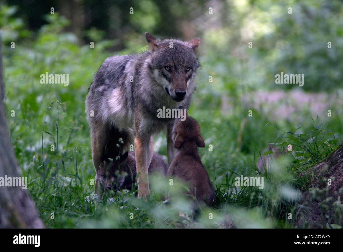 European Wolf Canis lupus Stock Photo - Alamy