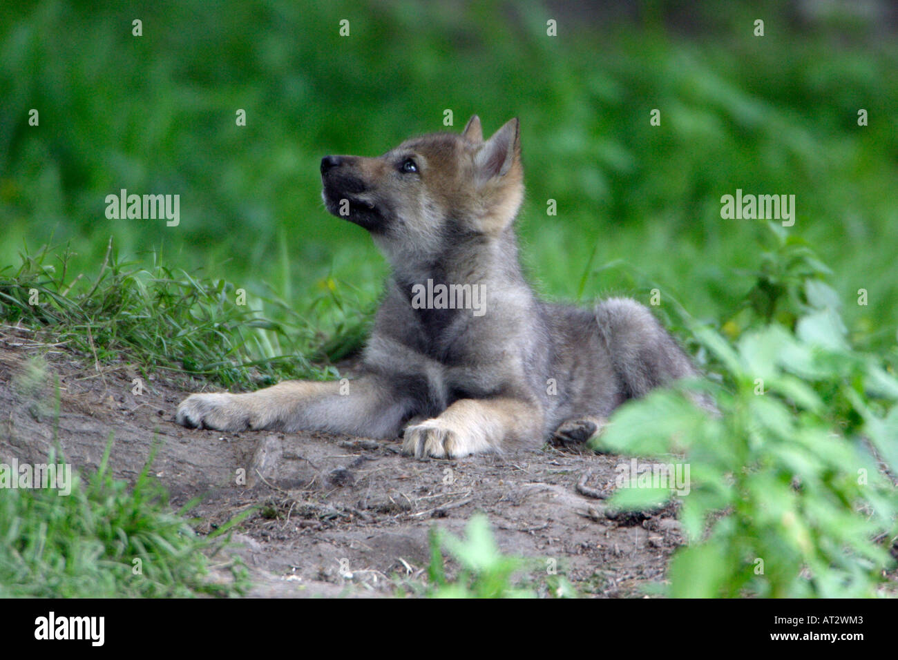 European Wolf Canis lupus Stock Photo - Alamy