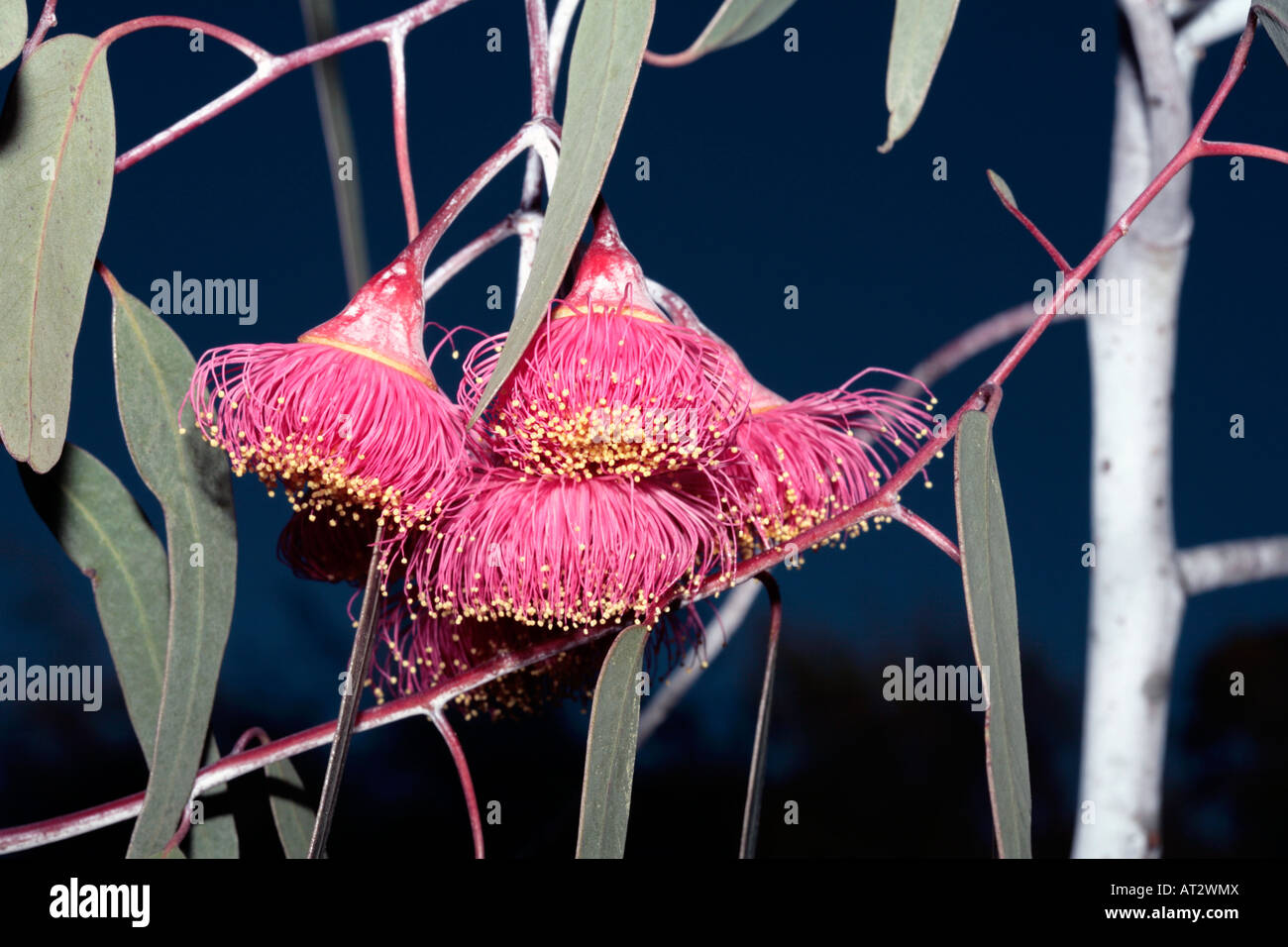 Close-up of flowers of Gungurru/Silver Princess/ Caesia- Eucalyptus ...