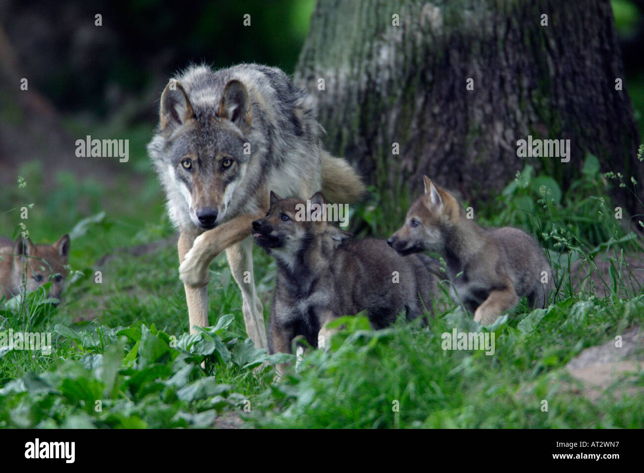 European Wolf Canis lupus Stock Photo - Alamy