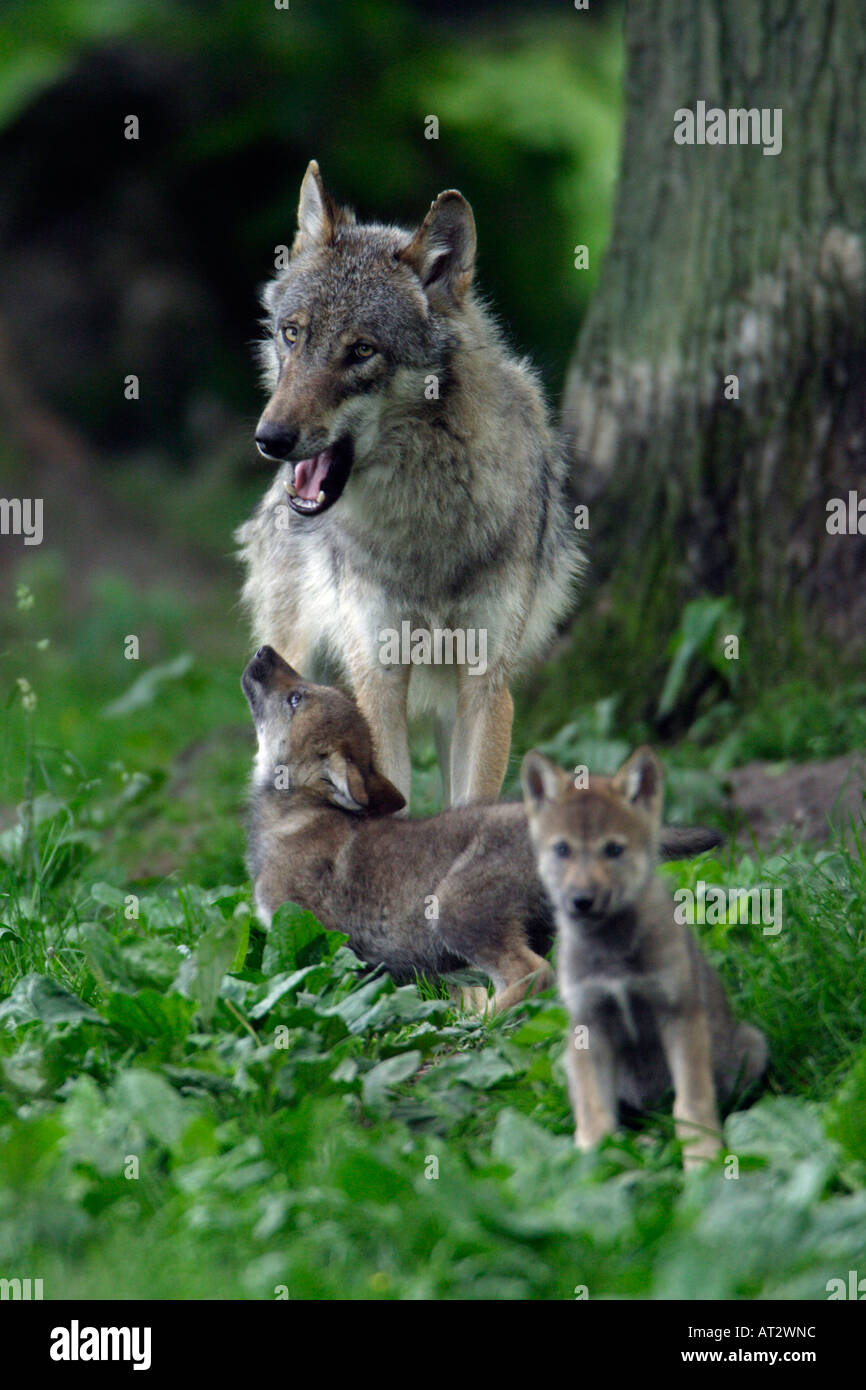 European Wolf Canis lupus Stock Photo - Alamy