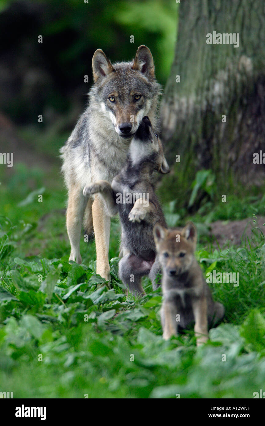 European Wolf Canis lupus Stock Photo - Alamy