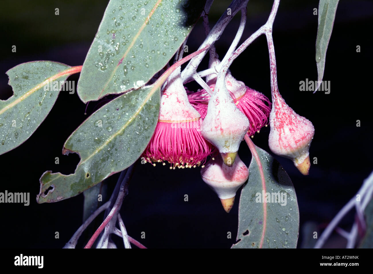 Gungurru eucalyptus hi-res stock photography and images - Alamy