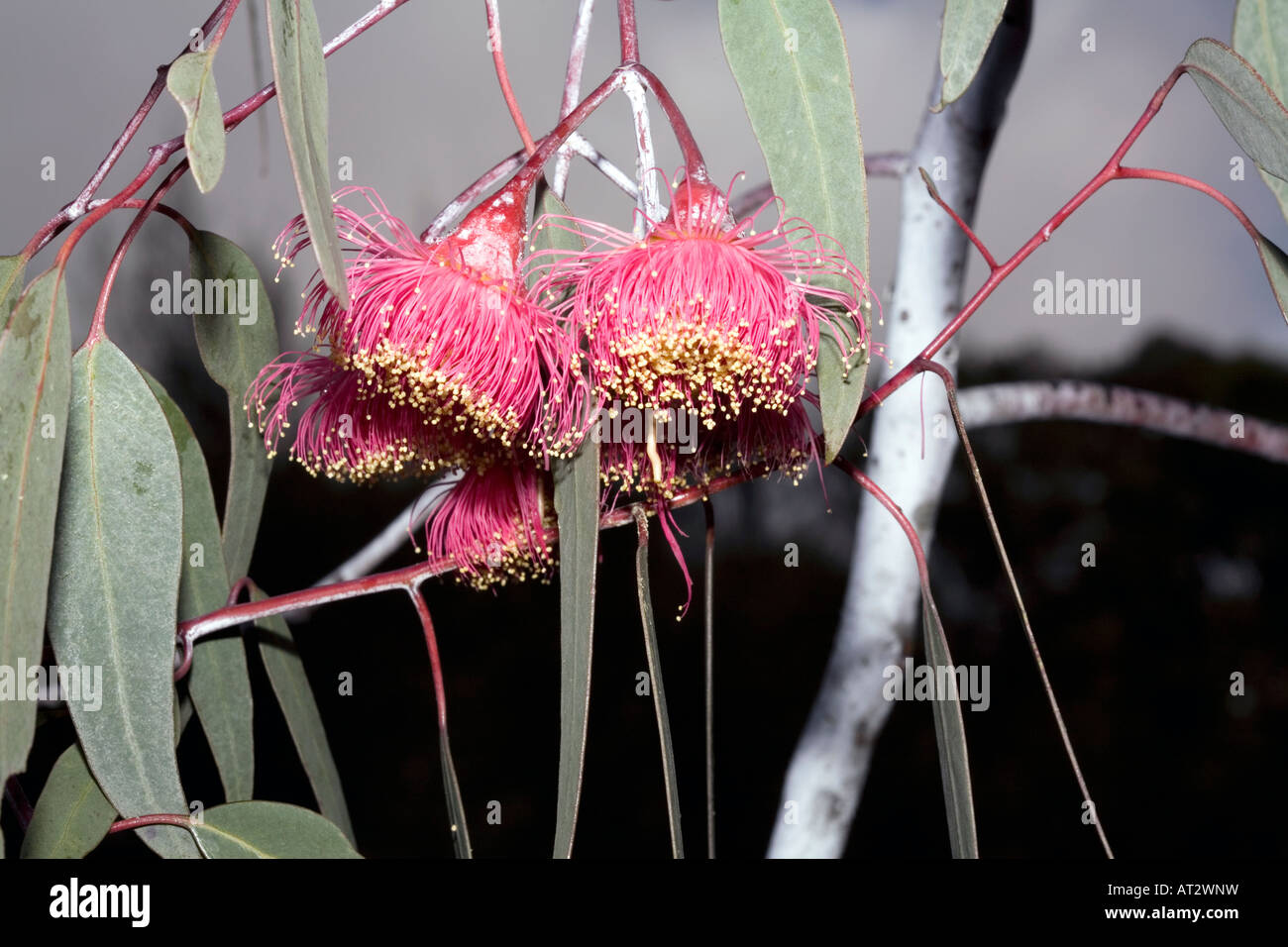 Eucalyptus caesia hi-res stock photography and images - Alamy