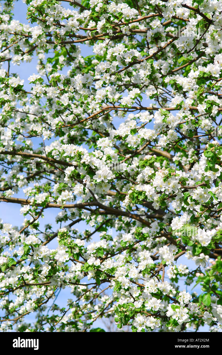 Abundant white blossom of an apple tree in a spring orchard Stock Photo ...