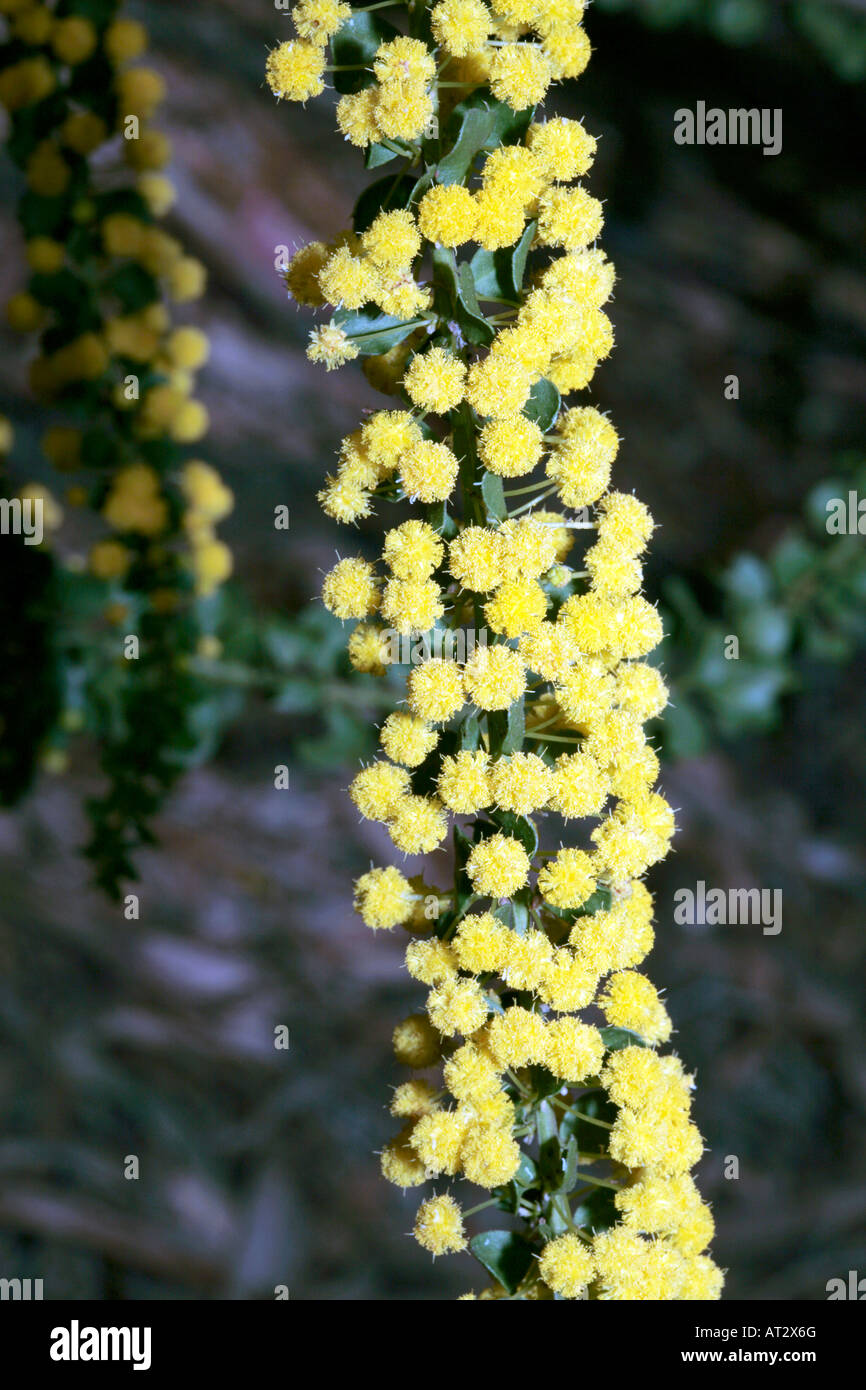 Gold Dust Wattle- Acacia acinacea-Family Fabaceae/Mimosaceae Stock ...