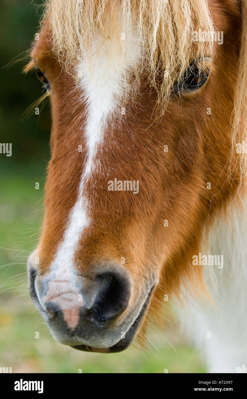Shetland pony's head Stock Photo - Alamy