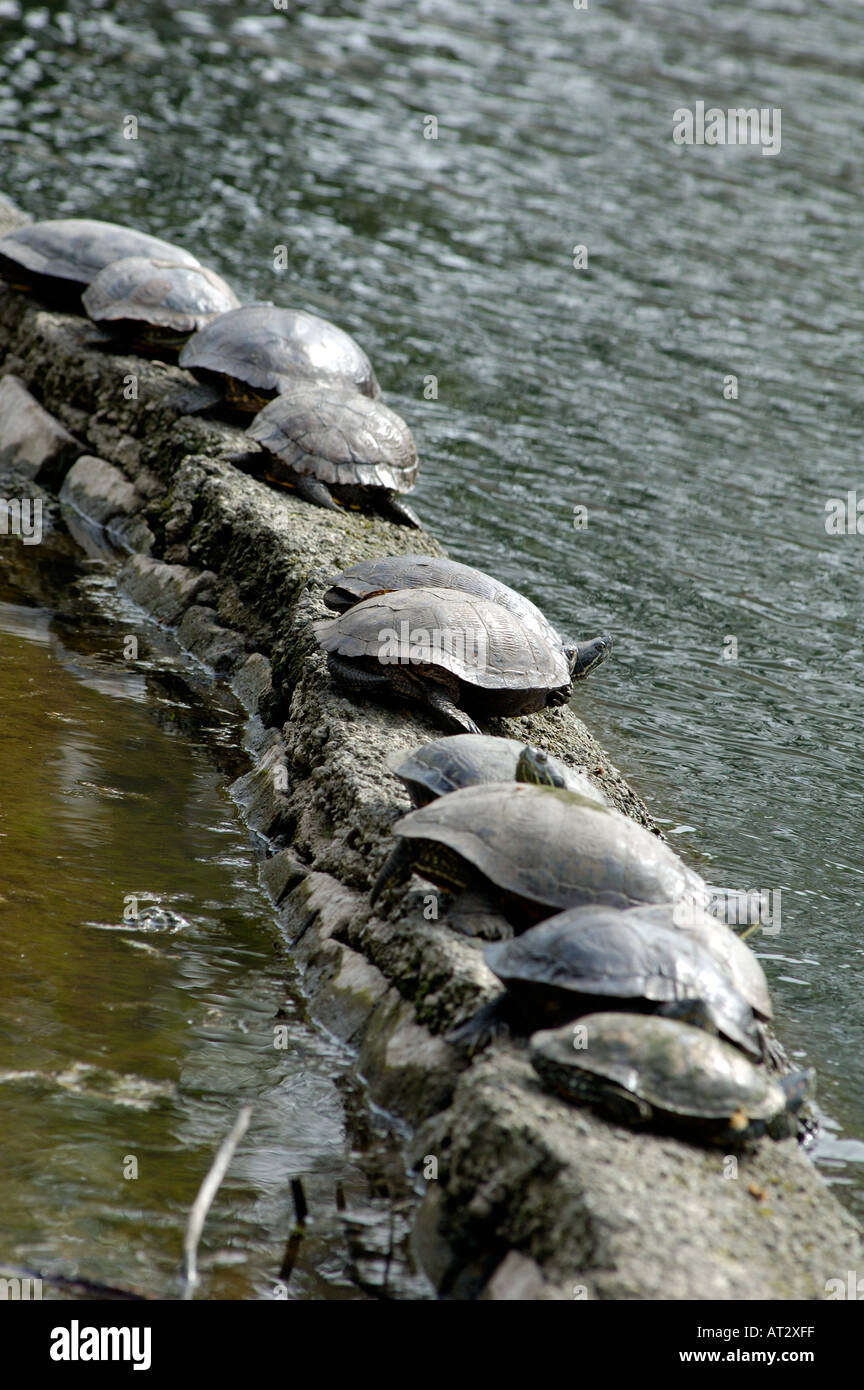 10 turtles hi-res stock photography and images - Alamy