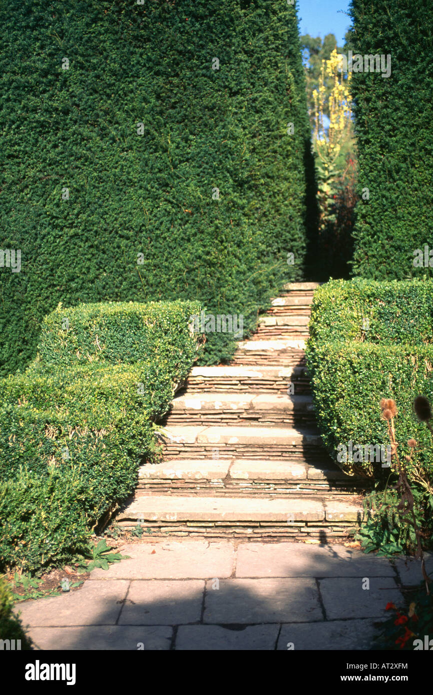 Stone steps between tall clipped yew hedges Stock Photo - Alamy