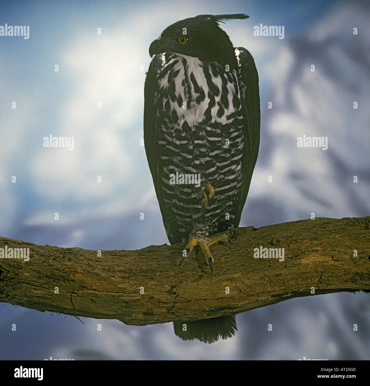 Blyths hawk eagle hi-res stock photography and images - Alamy