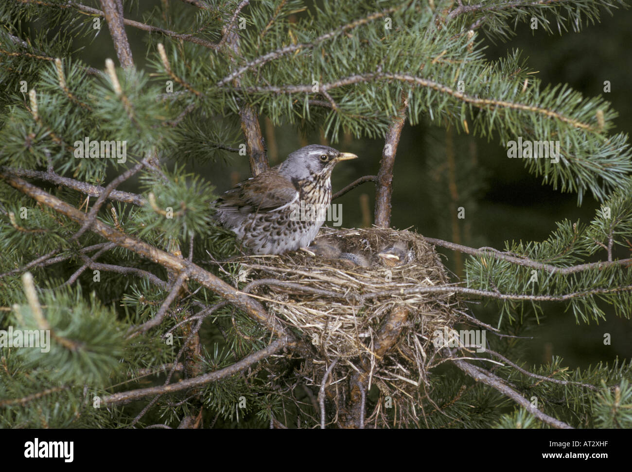 Fieldfare thrush in nest hi-res stock photography and images - Alamy