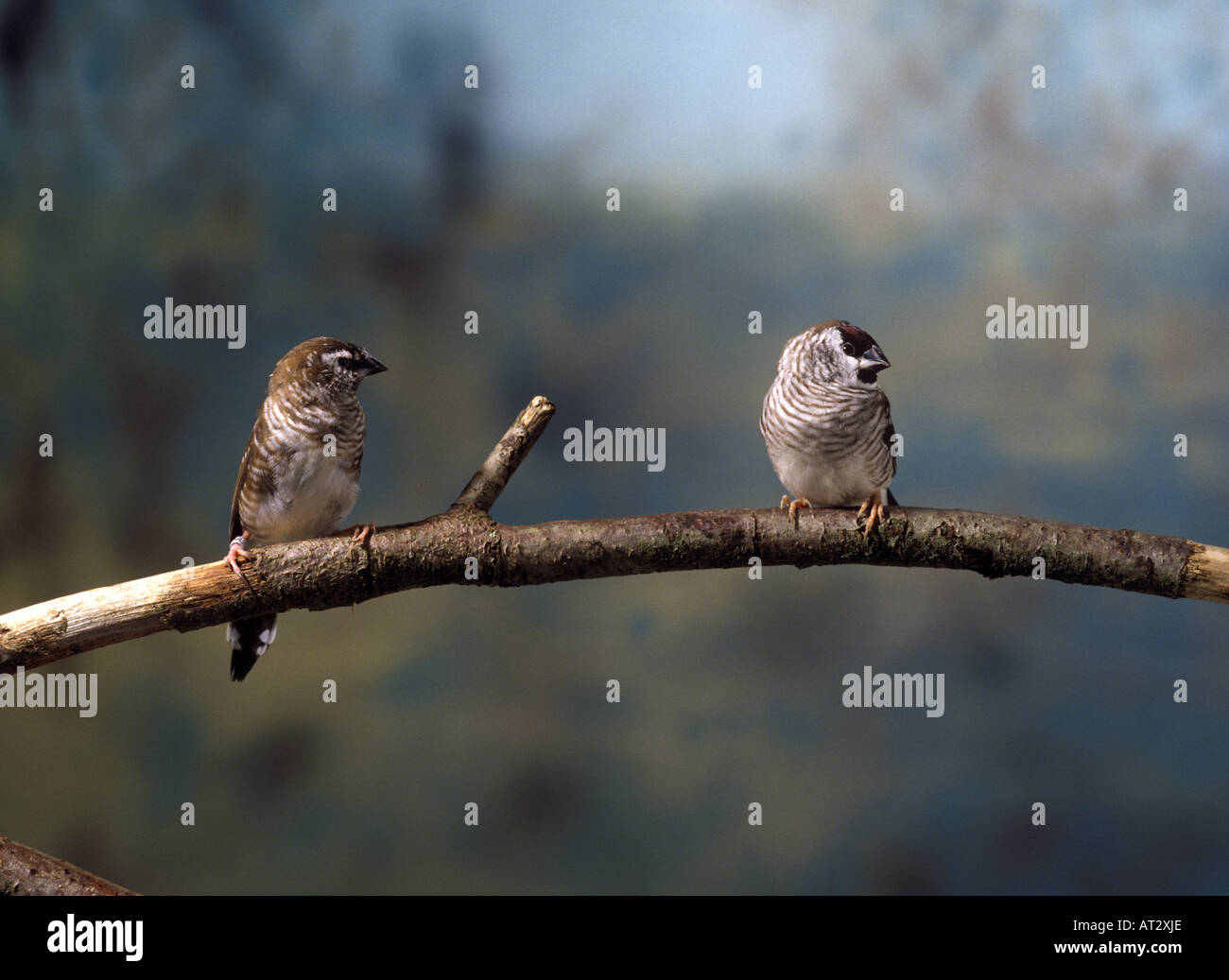 Cherry Finch Aidemosyna modesta Two on branch captive Stock Photo - Alamy