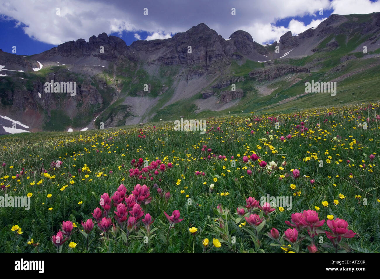 Wildflowers in alpine meadow Paintbrush Alpine Avens Clear Lake San ...