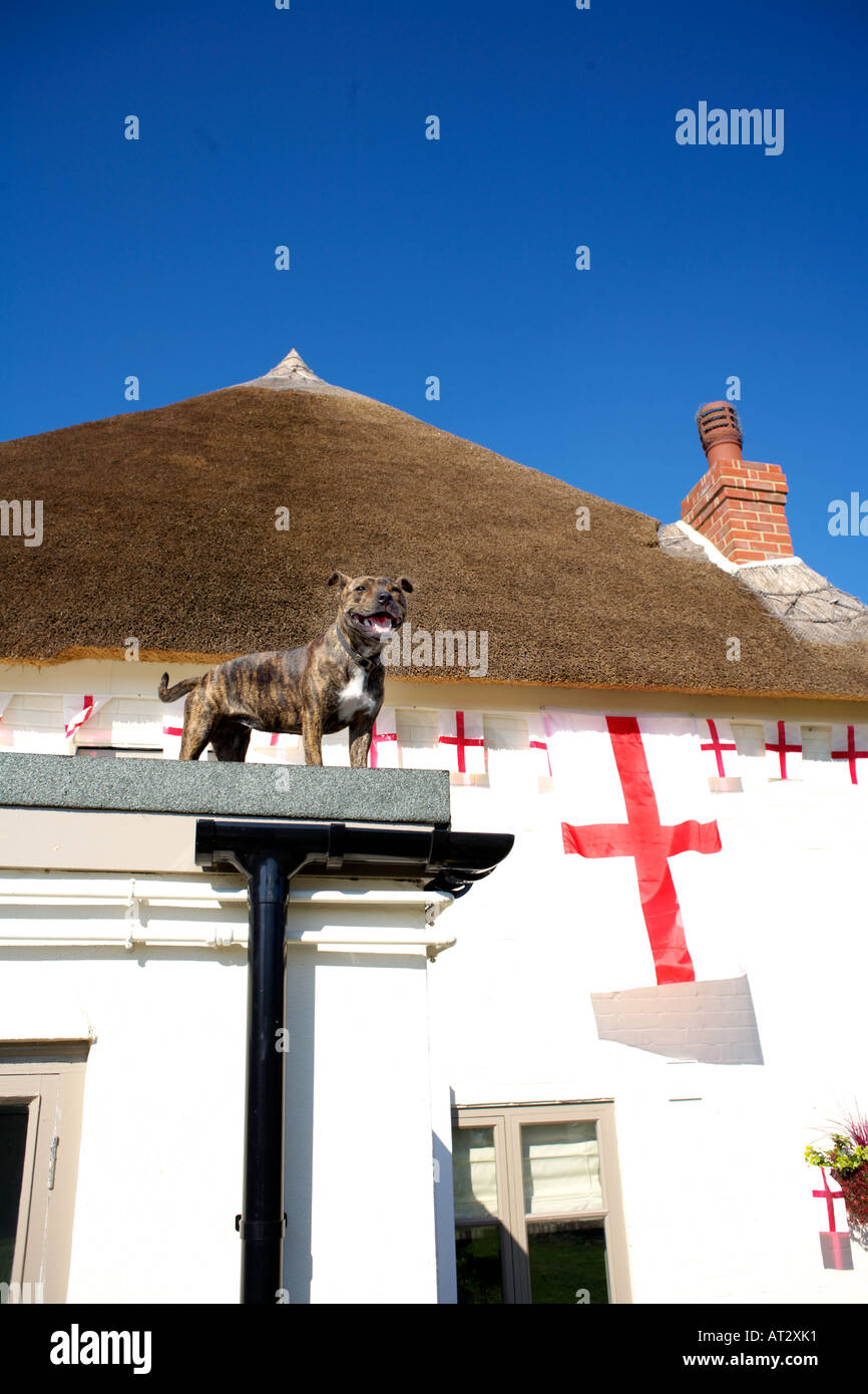 Staffordshire Bull Terrier and with England flag Stock Photo - Alamy