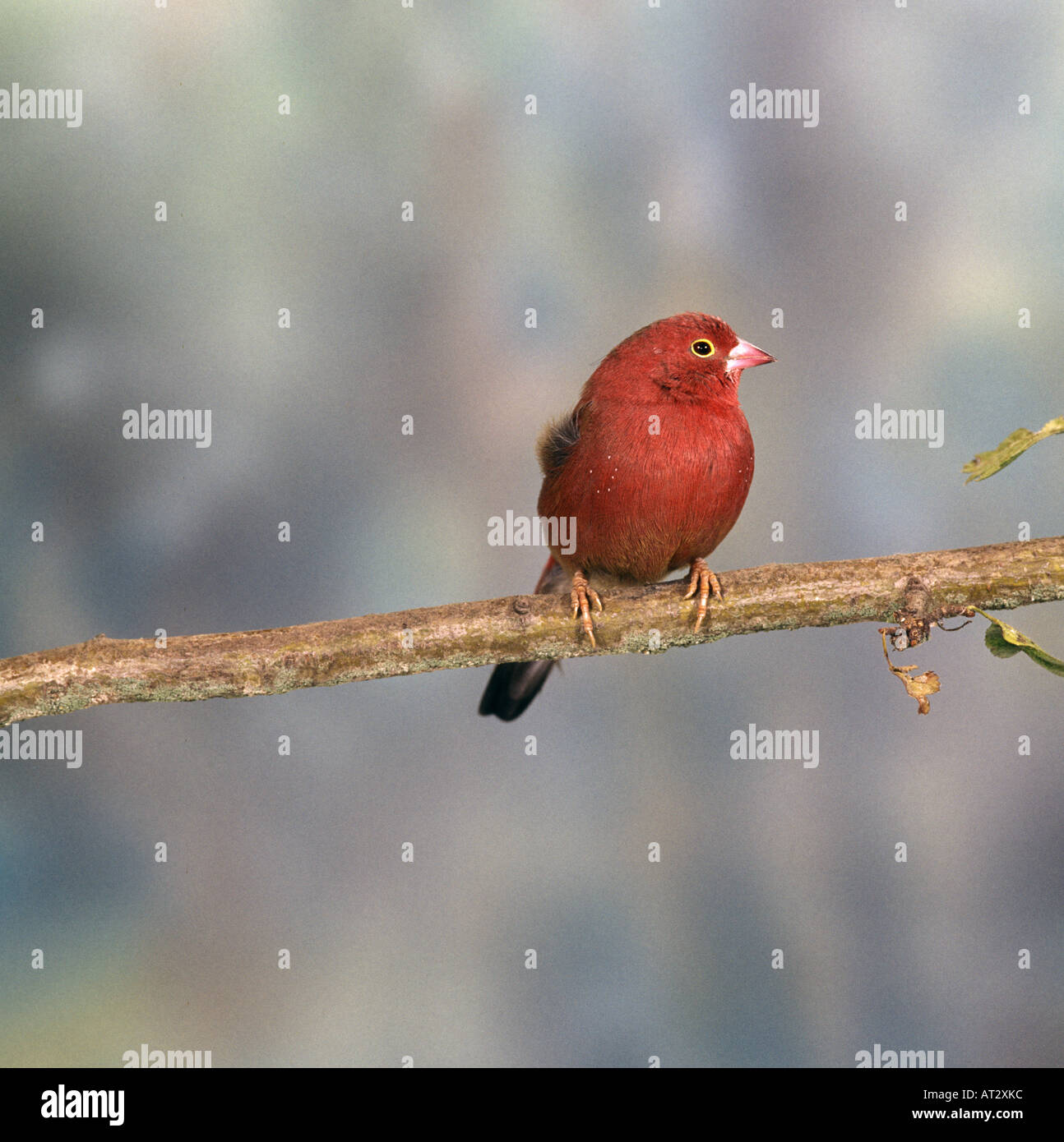 Fire finches hi-res stock photography and images - Alamy
