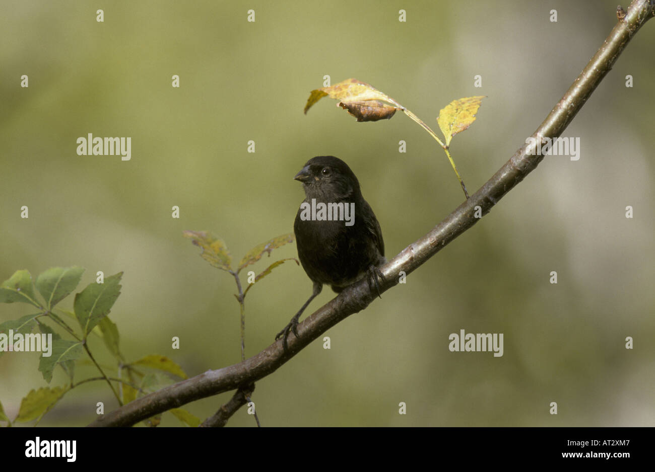 Small Ground Finch Geospiza fuliginosa Urvina Bay Galapagos Stock Photo ...