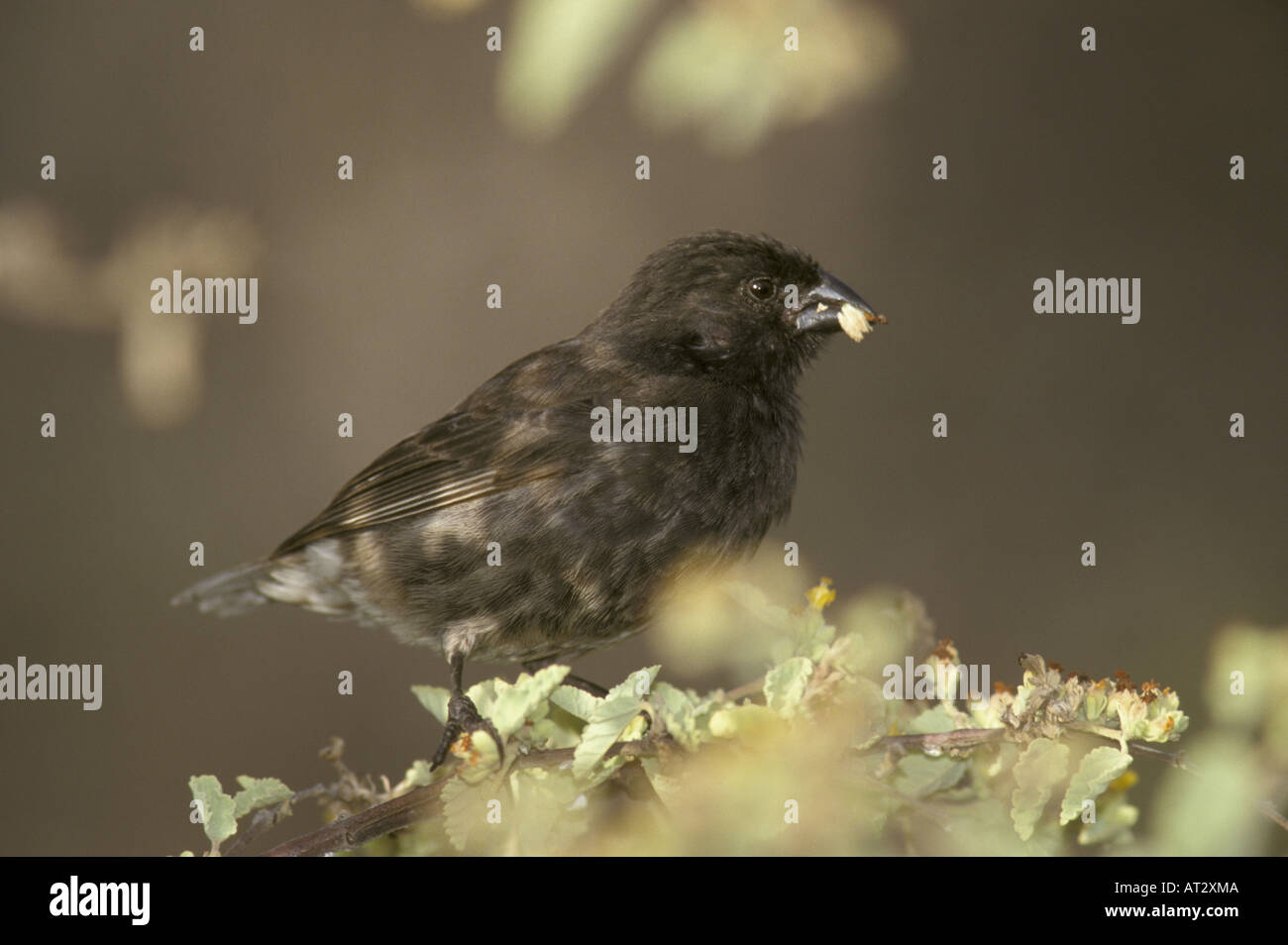 Small Ground Finch Geospiza fuliginosa Galapagos Stock Photo - Alamy