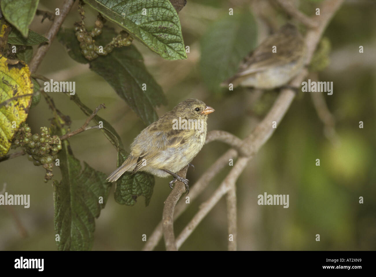 Medium Tree Finch Camarhynchus pauper Floreana Galapagos Stock Photo ...
