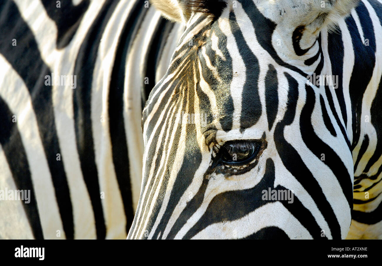 ZEBRA STRIPES PATTERN Stock Photo - Alamy