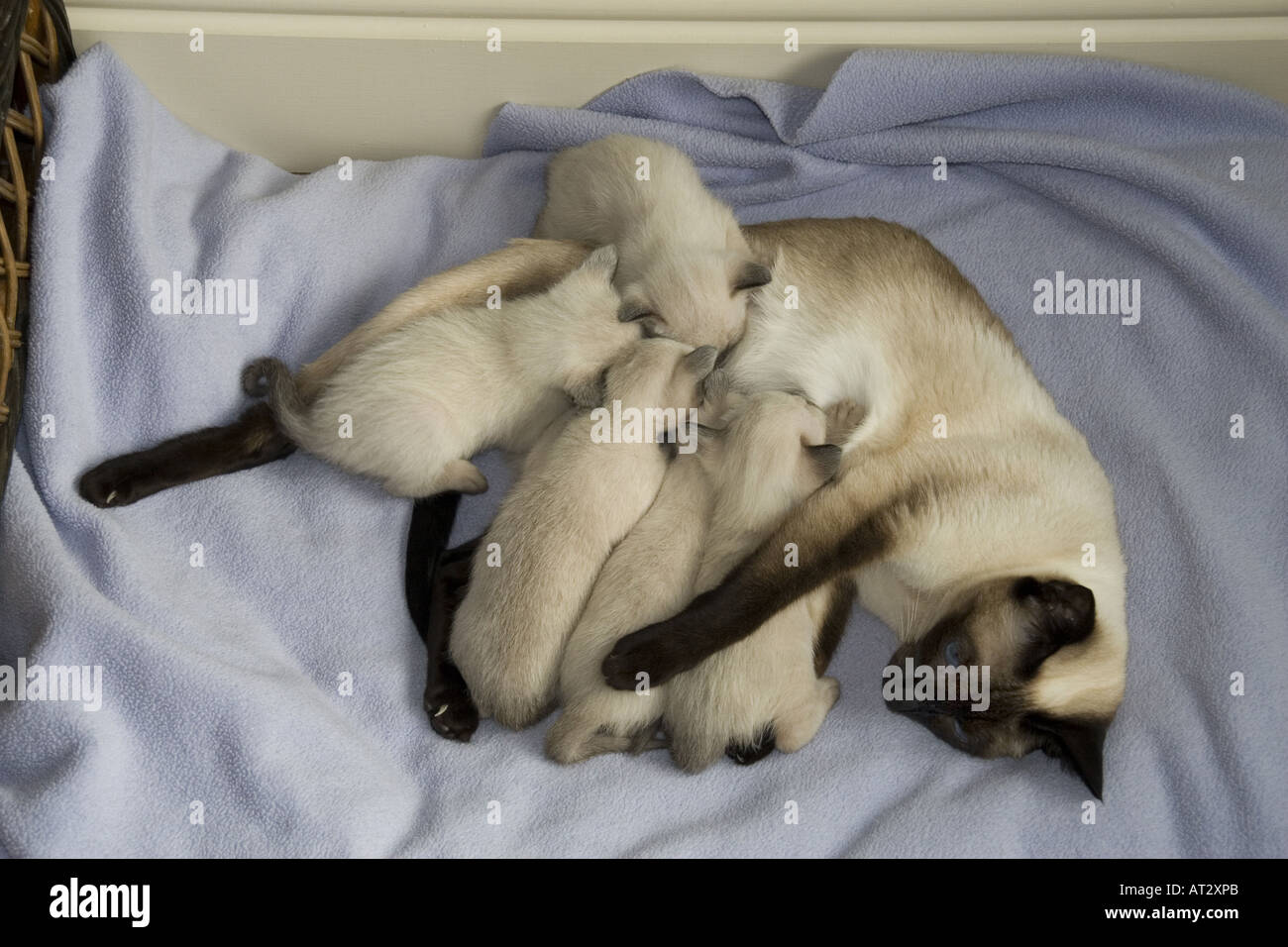 3 week old siamese kittens Stock Photo - Alamy