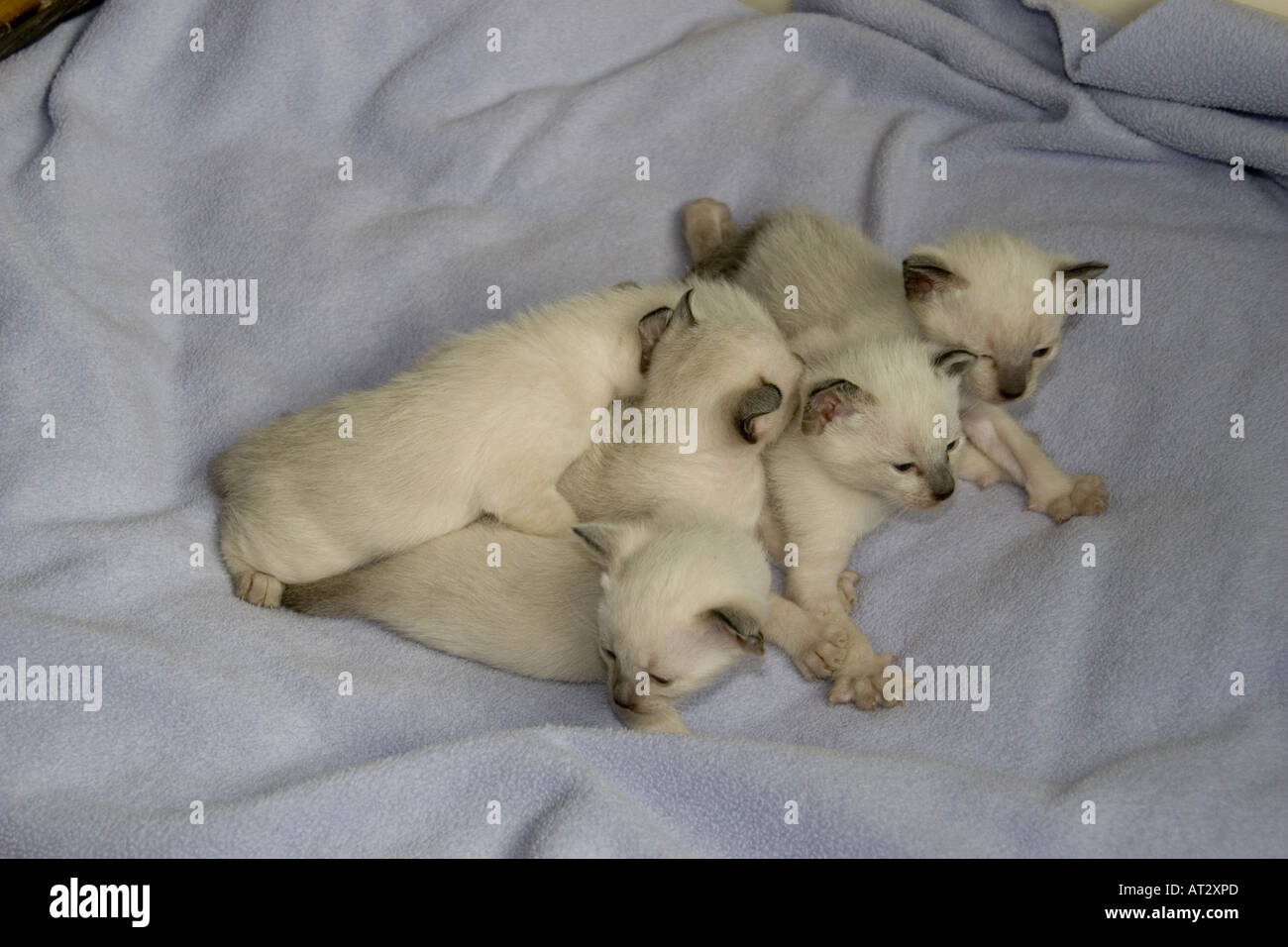 3 week old siamese kittens Stock Photo - Alamy