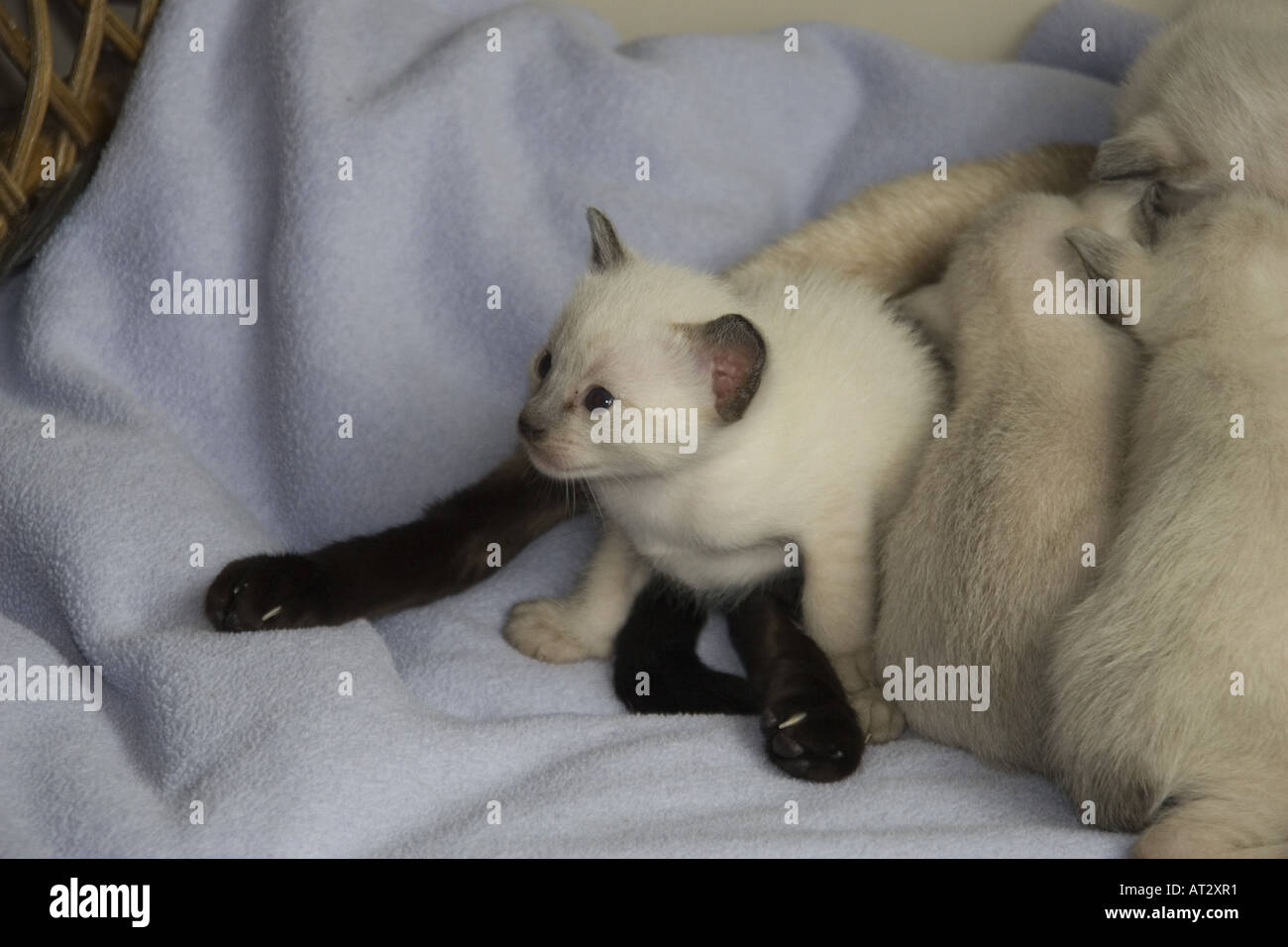 3 week old kitten hi-res stock photography and images - Alamy